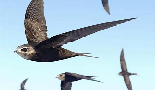 The "footless bird" swift landing is equivalent to death. It flies and ...