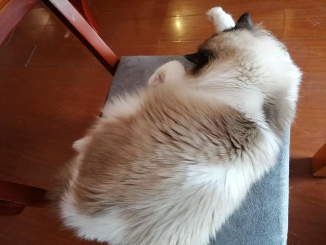 Have you ever seen a cat retching?What causes cats to retire all the ...