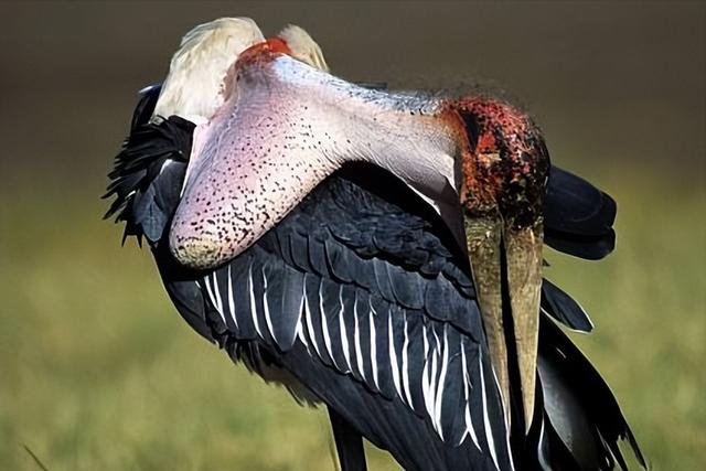 The "world's ugliest bird" African bald stork, which likes to eat ...