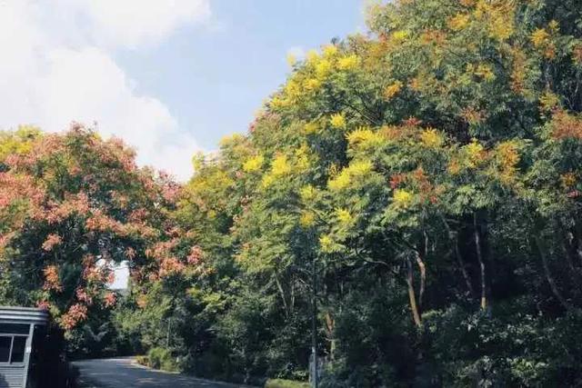 The yellow luan tree is blooming, and the autumn in Hangzhou has come ...