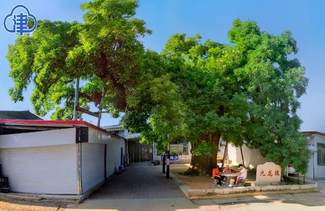 The oldest is over 1600 years old!Check in the "Five Most" Ancient ...