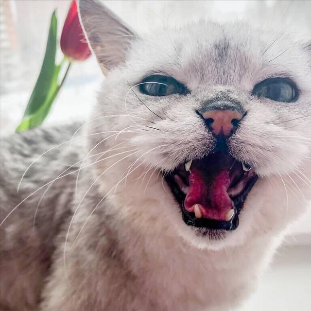 The neighbor's cat beat up my cat... What should I do if the cat is ...