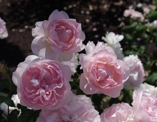 Sharifa Asma - iMedia