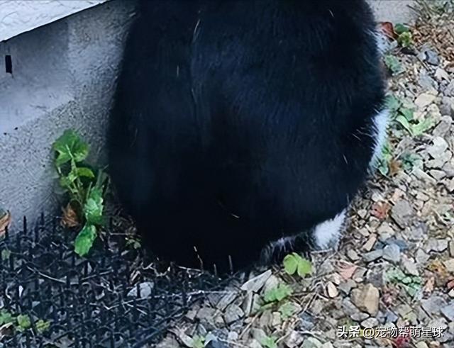 A netizen bought a cat-proof mat, thinking that the cat would hide away ...