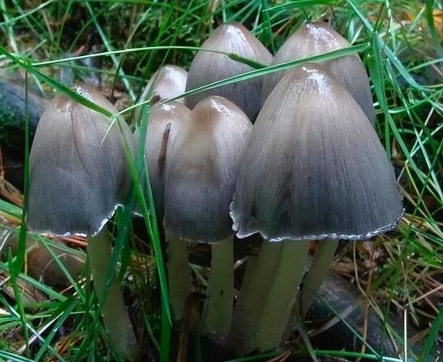 Weird fungi, plants, scary and disgusting!How many have you seen? - iMedia