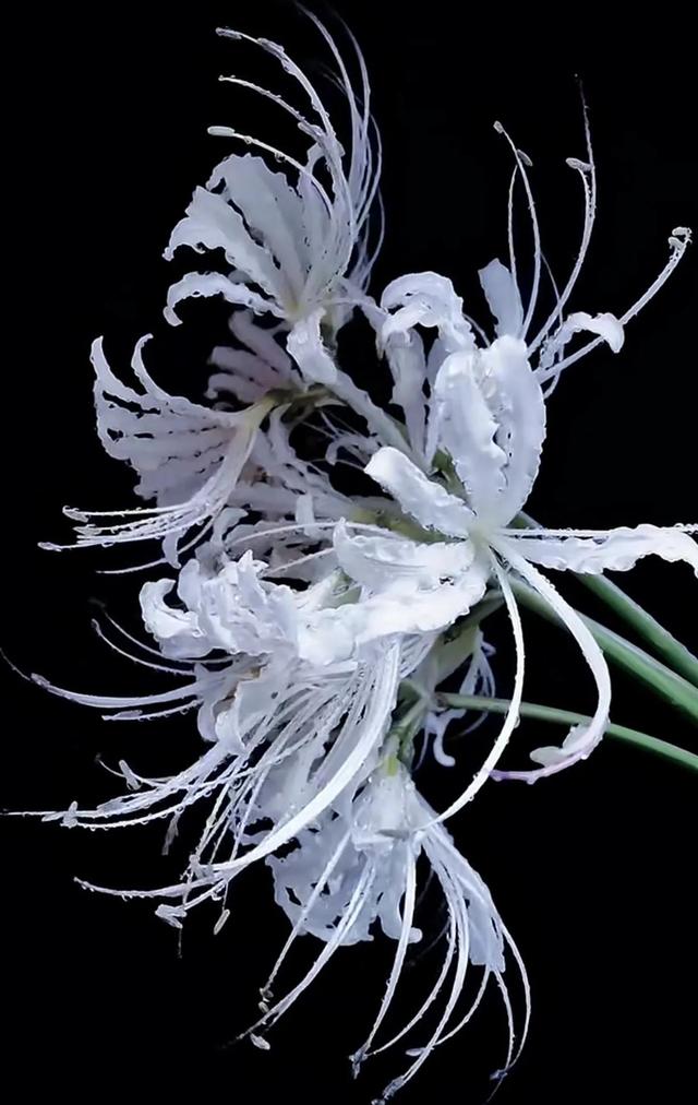 100 kinds of flower hook method No. 21 - white other side flower① - iMedia