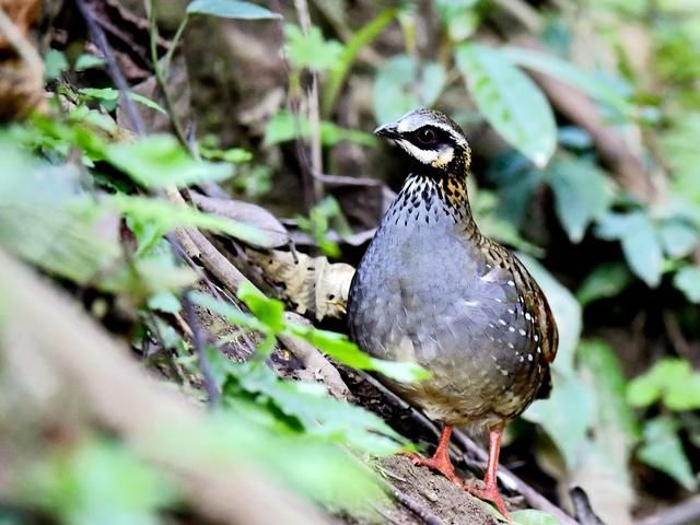 White-cheeked mountain partridge - iMedia