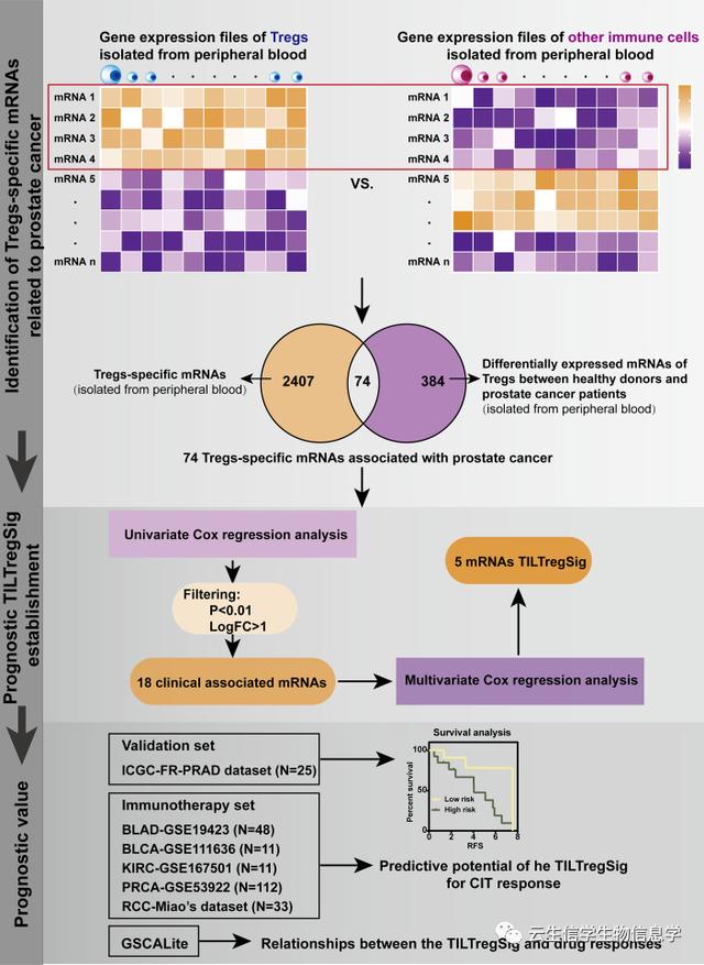 Machine learning identification of Treg gene characteristics ...