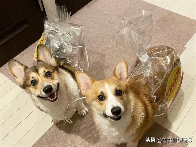 Corgi disguised as toast or bread that looks like Corgi ass, which one ...