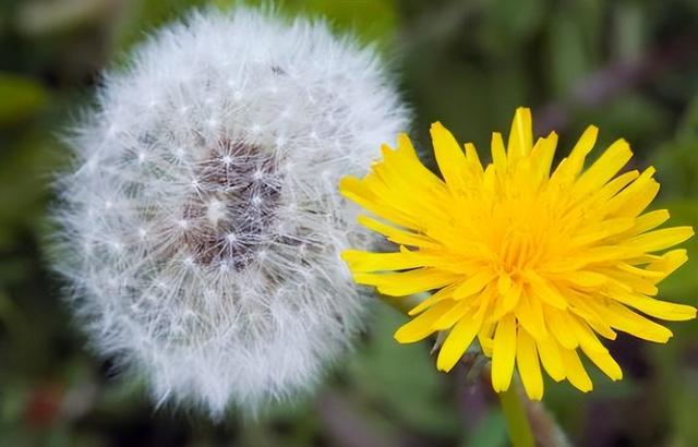 Chinese medicine and meritorious service?Can dandelion kill 98% of ...