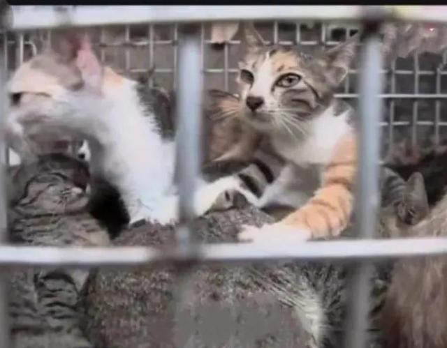 Cats hide from Chinese chopsticks, but not from Vietnamese butcher ...