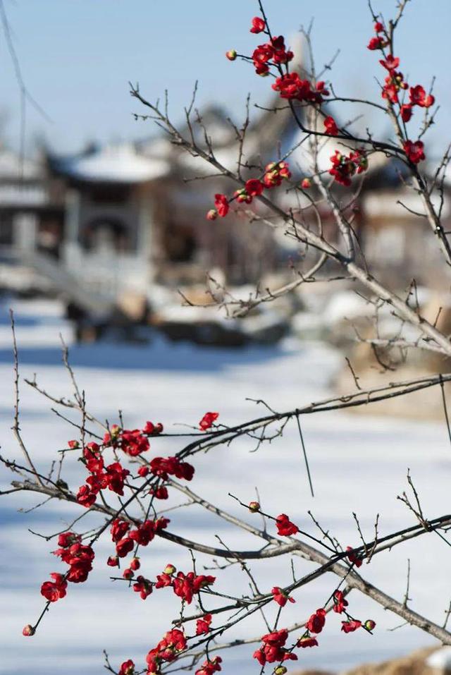 Interpretation of Luxue Guanglian Poetry Series 20——Detailed ...