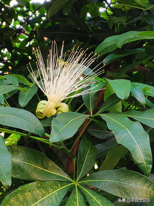 Fortune Tree - iMedia