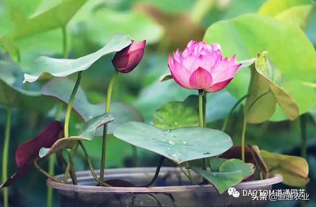 To maintain the bowl lotus, do these small details well, and open small ...