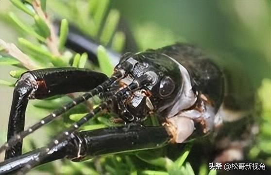 Australians know nothing about their country's most endangered species ...