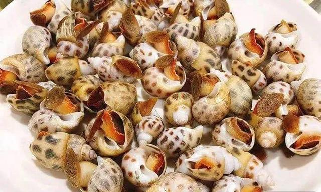 How long does it take for the conch to be steamed, and the correct way ...