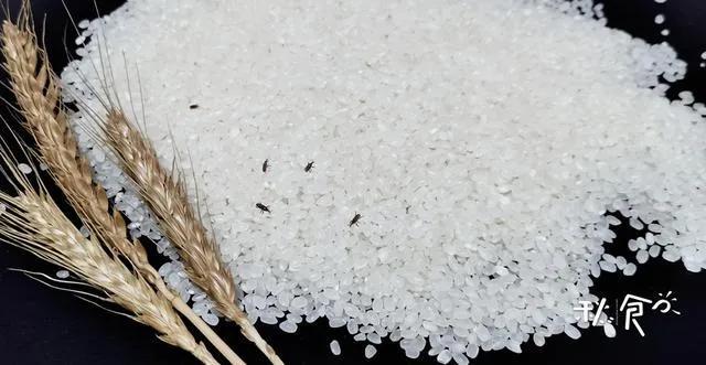 How did the worms in the rice appear out of thin air, and what would ...