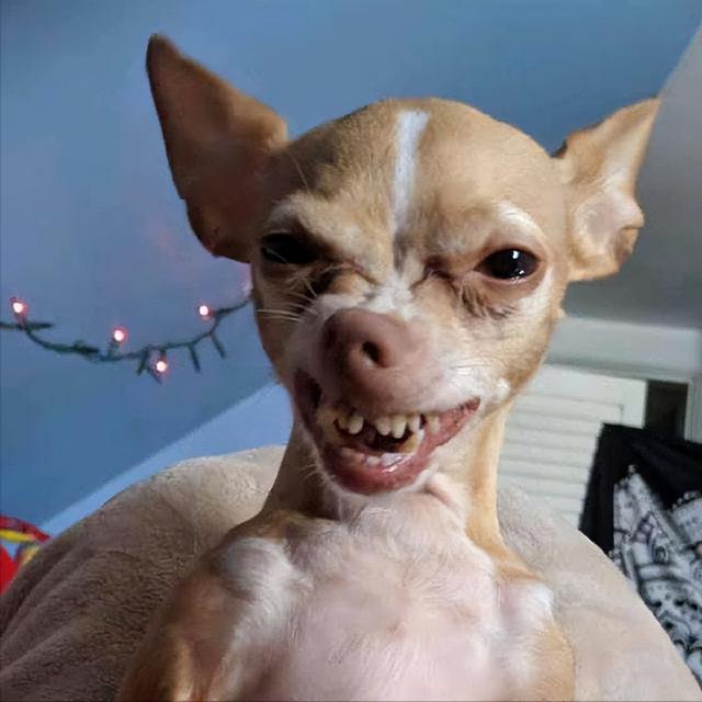 "Grumpy" Chihuahuas have these kinds of behaviors - iMedia