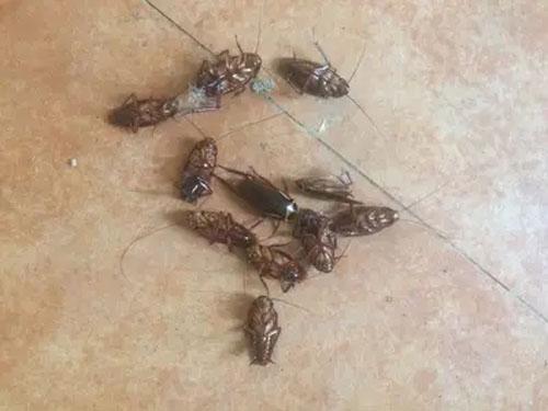 What is the best way to get rid of cockroaches?What are the ...