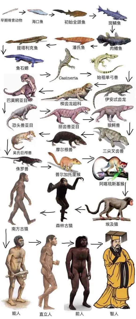 human origin - iMedia