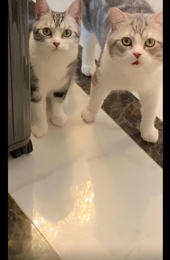 When the netizen came home from the holiday, the two cats looked at her ...