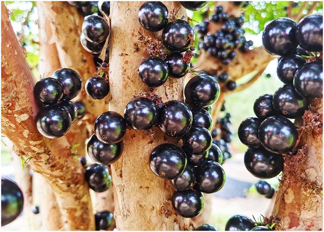 A burst of juice!The garbo fruit in the village of Chini is ripe - iMedia