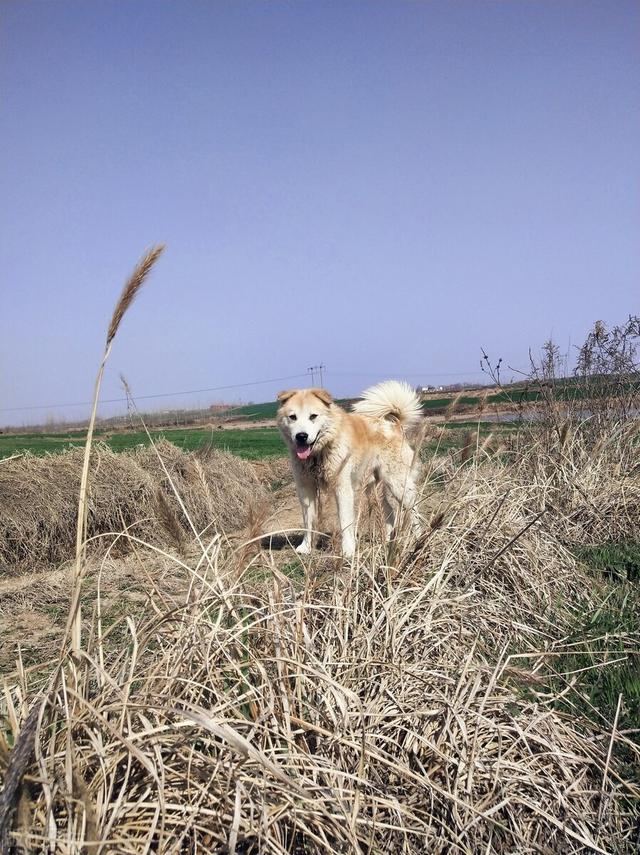 The big yellow dog from my hometown has accompanied me to work for more ...