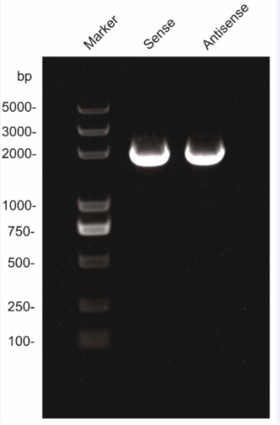 RNA pull down principle and operation steps - iMedia