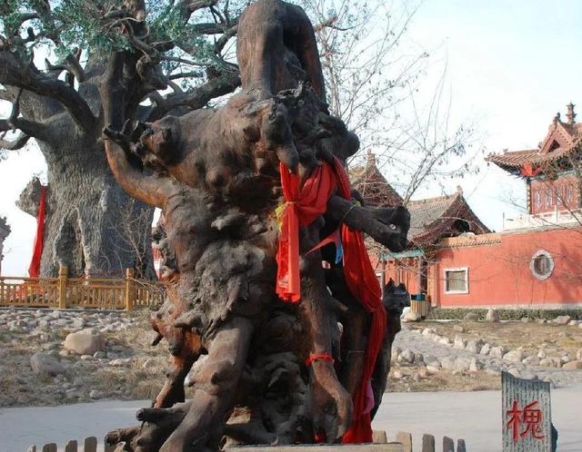 Hongdong big locust tree, an ancient locust tree, a story of national ...