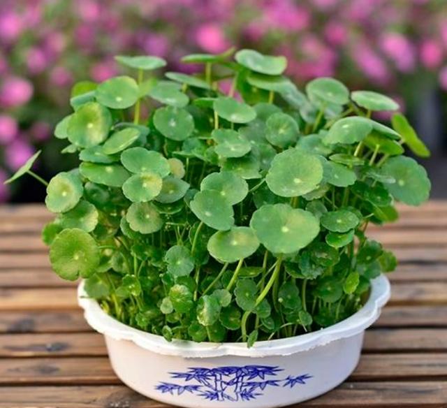 How can hydroponic copper coin grass be raised?Pay more attention to ...