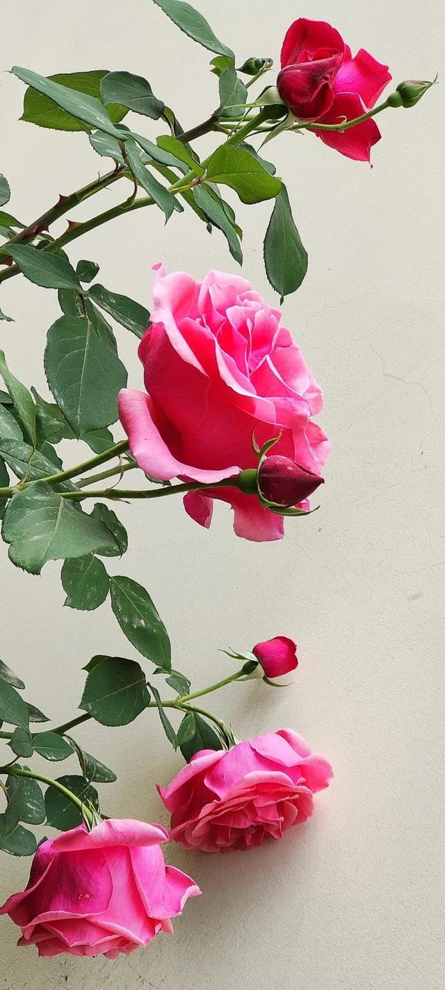 Please enjoy the roses I photographed - iMedia