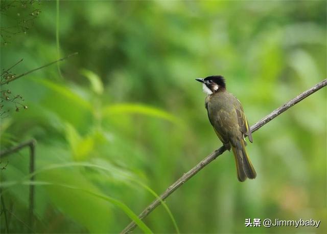 The Legend of the National Bird of the World: Bahrain White-eared ...