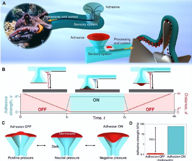 Octopus-inspired adhesive for smart and fast-switching underwater ...