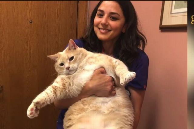 Inspirational story of a cat! The super fat cat has undergone health ...