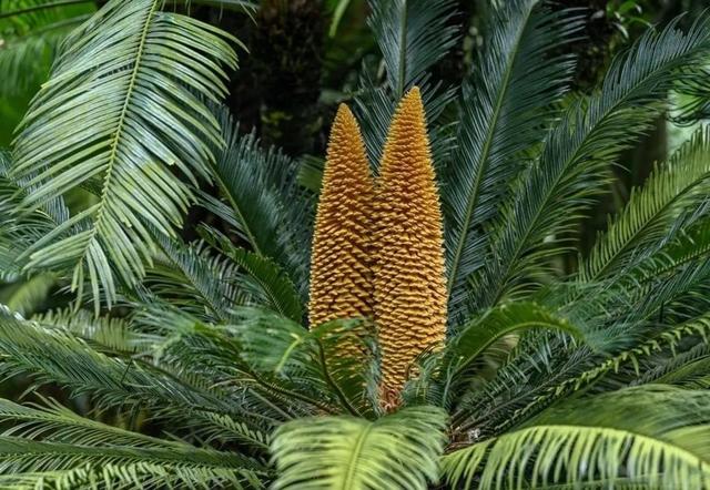 Timeless beauty: 1,360-year-old king cycad blooms spark curiosity - iMedia