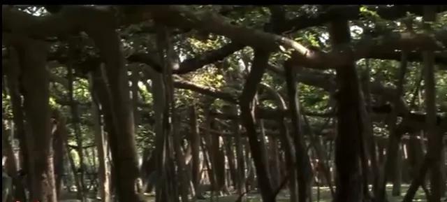The most amazing tree - only a tree that can grow into a forest, can ...