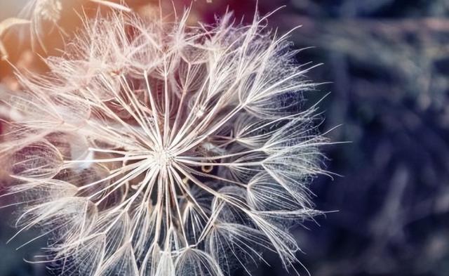 Chinese medicine and meritorious service?Dandelion can kill 98% of ...