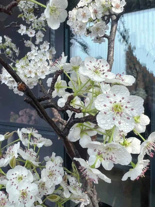 Eighteen brides, Eighty Lang, Su Shi wrote "a pear blossom presses a ...