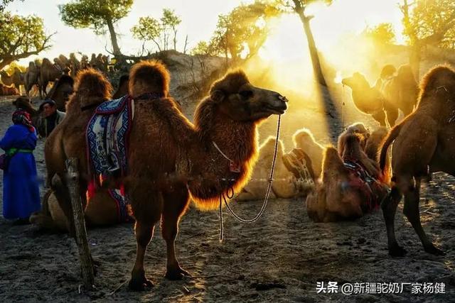 Take you to know different camels! - iMedia