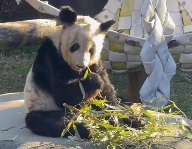 What is the current status of Panda Yaya? - iMedia