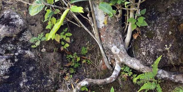 The Past and Present of Bangdong Mangang Ancient Trees - iMedia
