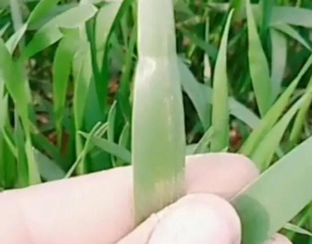 Where did the pinch marks on the leaves come from?Folklore explains ...