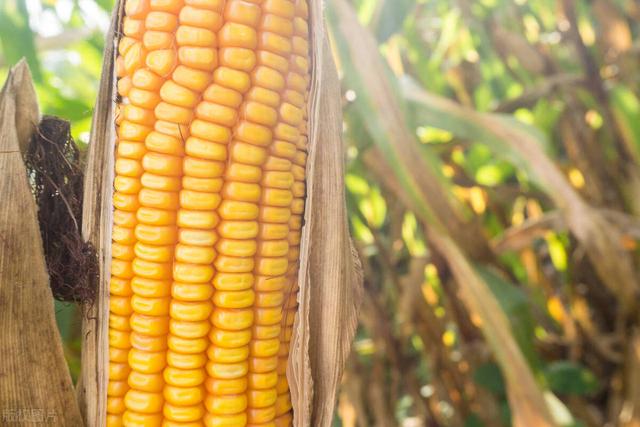 In a year, which month is the most likely to increase the price of corn ...