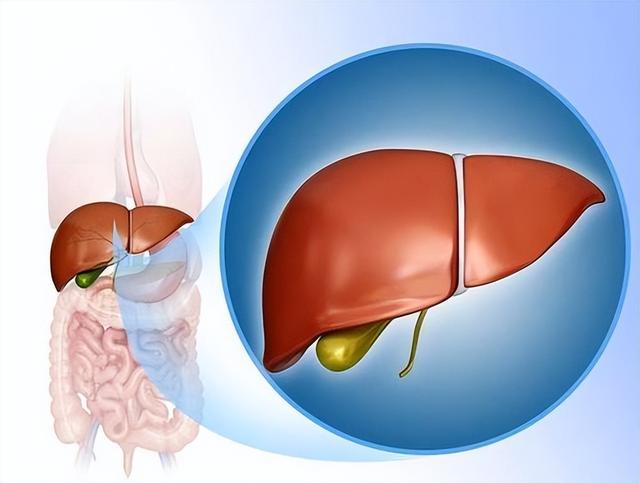 The source of all diseases lies in the liver. Liver stagnation leads to ...