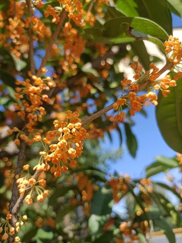 The sky is high and the clouds are light, and the sweet-scented ...