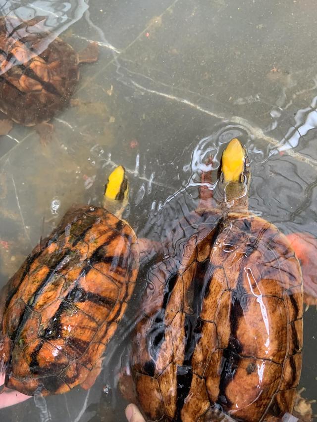 In What Month Does The Money Turtle Lay Eggs When Do Money Turtles Lay in-what-month-does-the-money-turtle-lay-eggs-when-do-money-turtles-lay