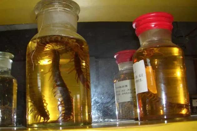 Centipede wine has turned into poisonous wine, can you still drink ...