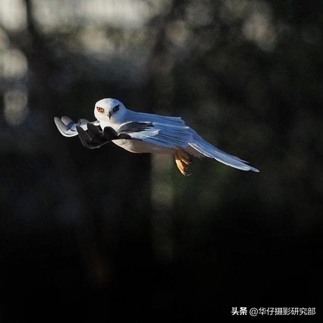 How to shoot birds with a telephoto cannon! Share a few shooting ...