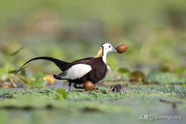 The Water Pheasant: The Lily Fairy - iMedia