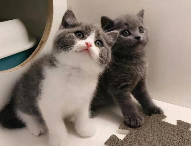 Novice cat breeding strategy (1) The most suitable breed of cat for ...